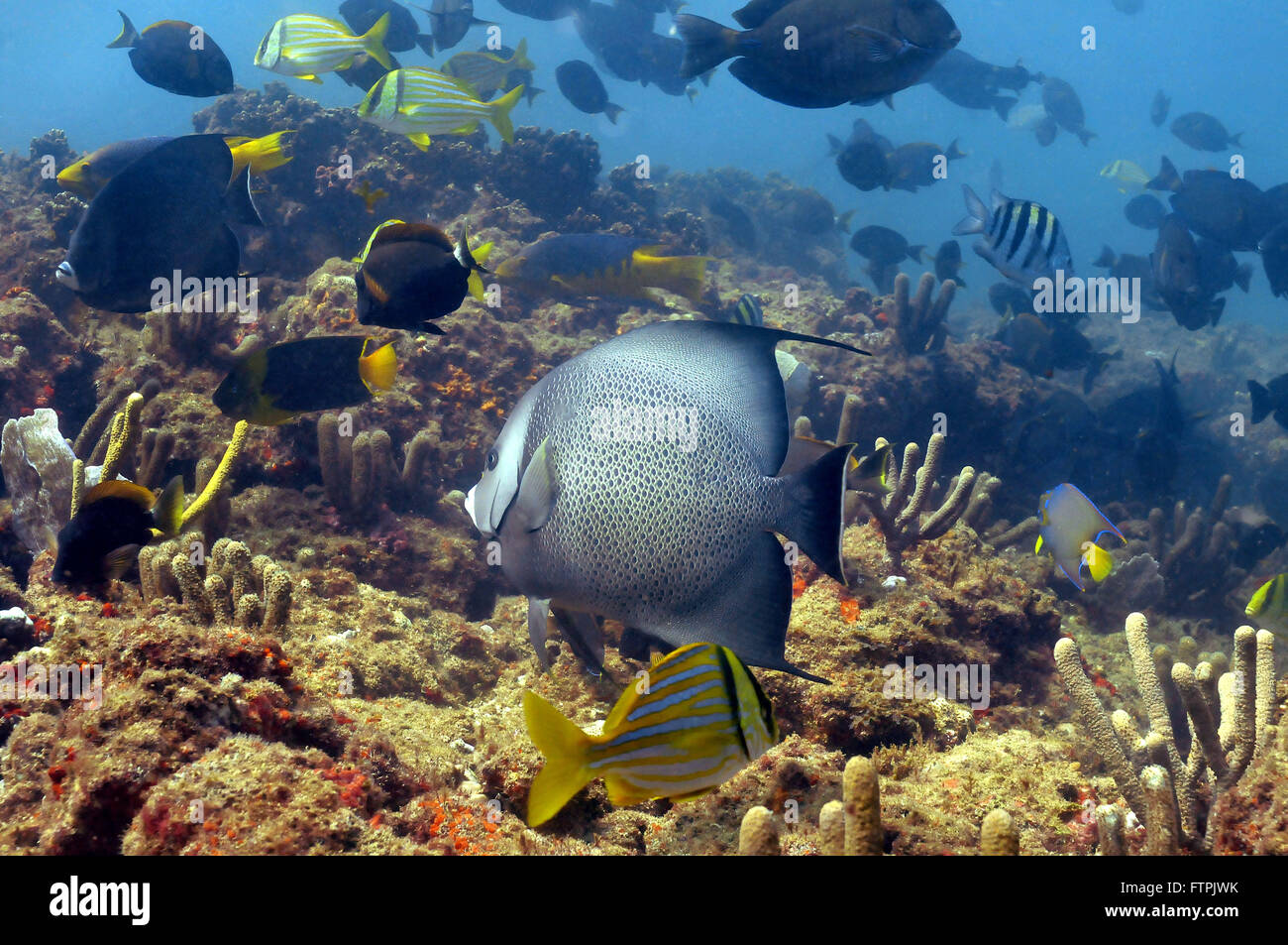 Underwater pictures on the Brazilian coast - gray basking shark ...