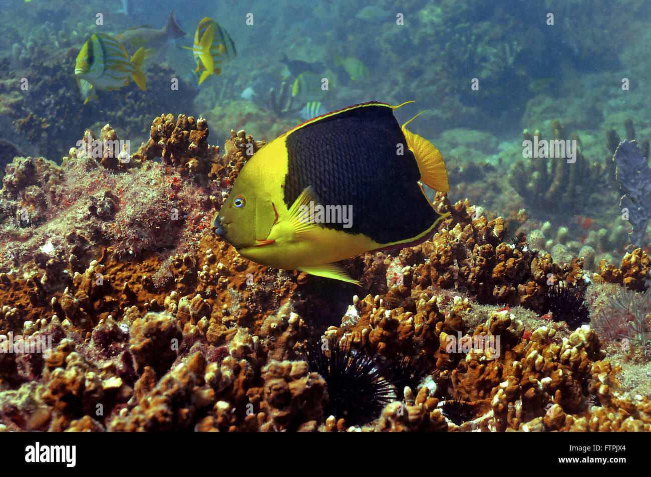 Underwater pictures on the Brazilian coast - fish-soldier - tricolor ...