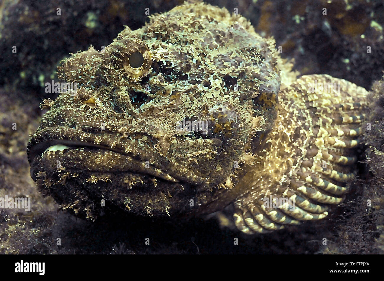 Underwater pictures on the Brazilian coast - Manganga - Scorpaena ...