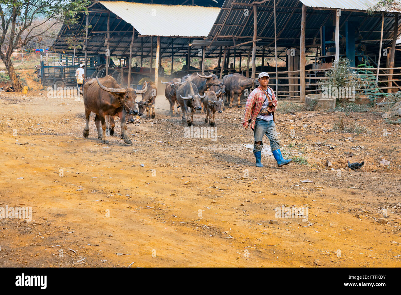 Water Buffalo as seen in Northern Thailand with the Hill Tribe Kayor ...