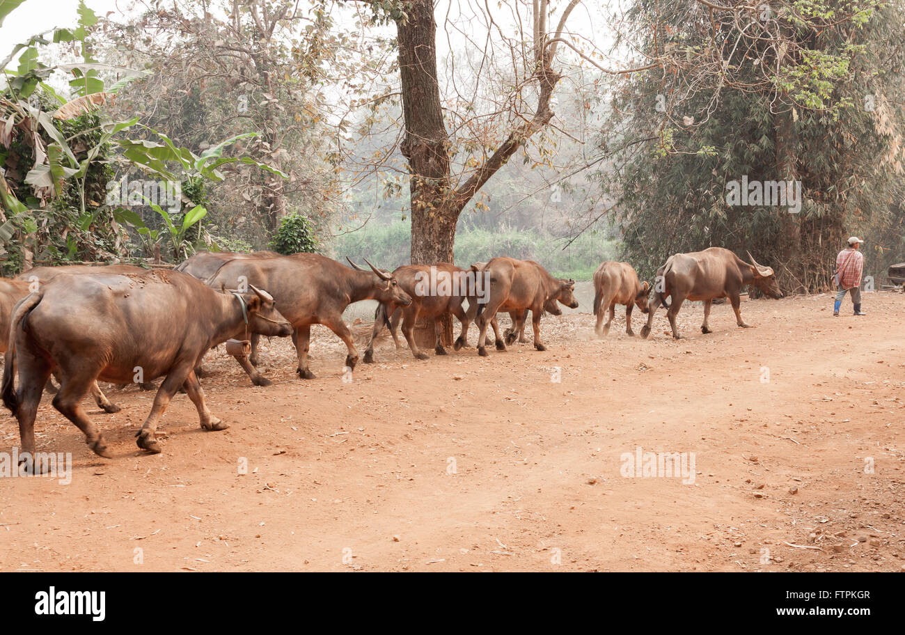 Water Buffalo as seen in Northern Thailand with the Hill Tribe Kayor ...