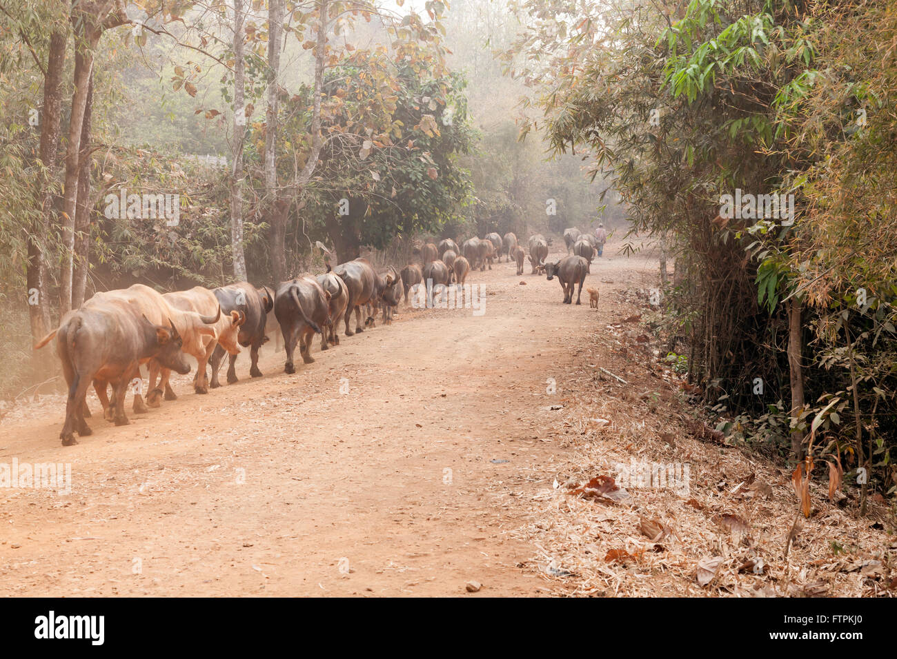 Water Buffalo as seen in Northern Thailand with the Hill Tribe Kayor ...
