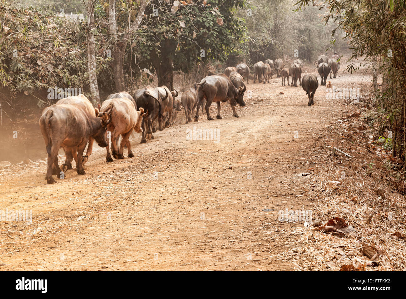 Water Buffalo as seen in Northern Thailand with the Hill Tribe Kayor ...