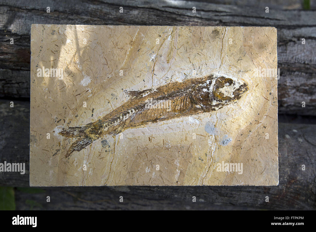 Fossil fossil fish hi-res stock photography and images - Alamy