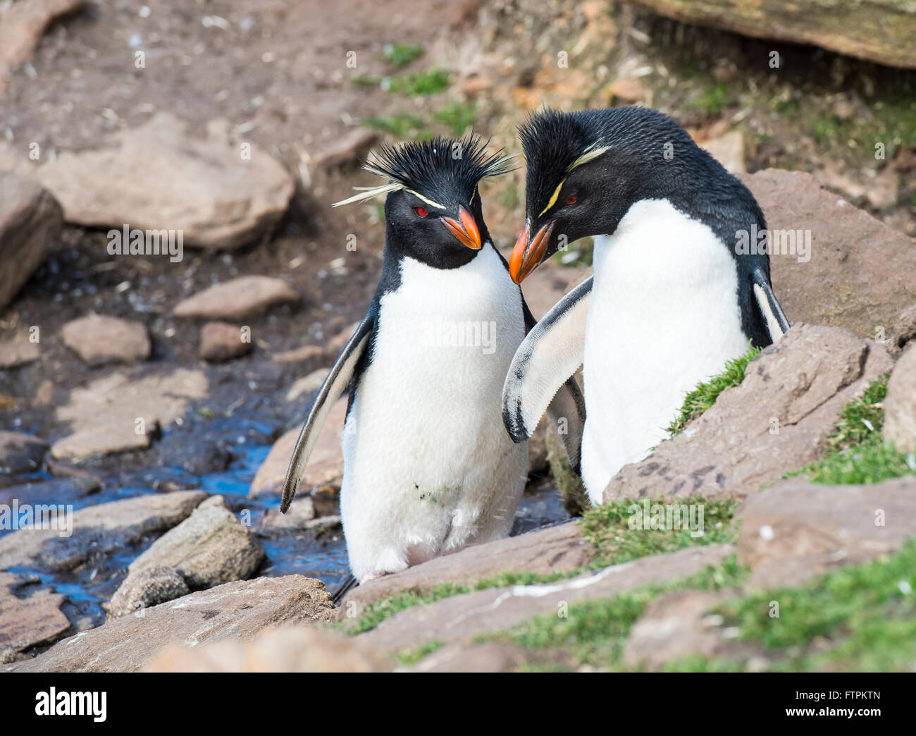 Rockhopper hi-res stock photography and images - Alamy