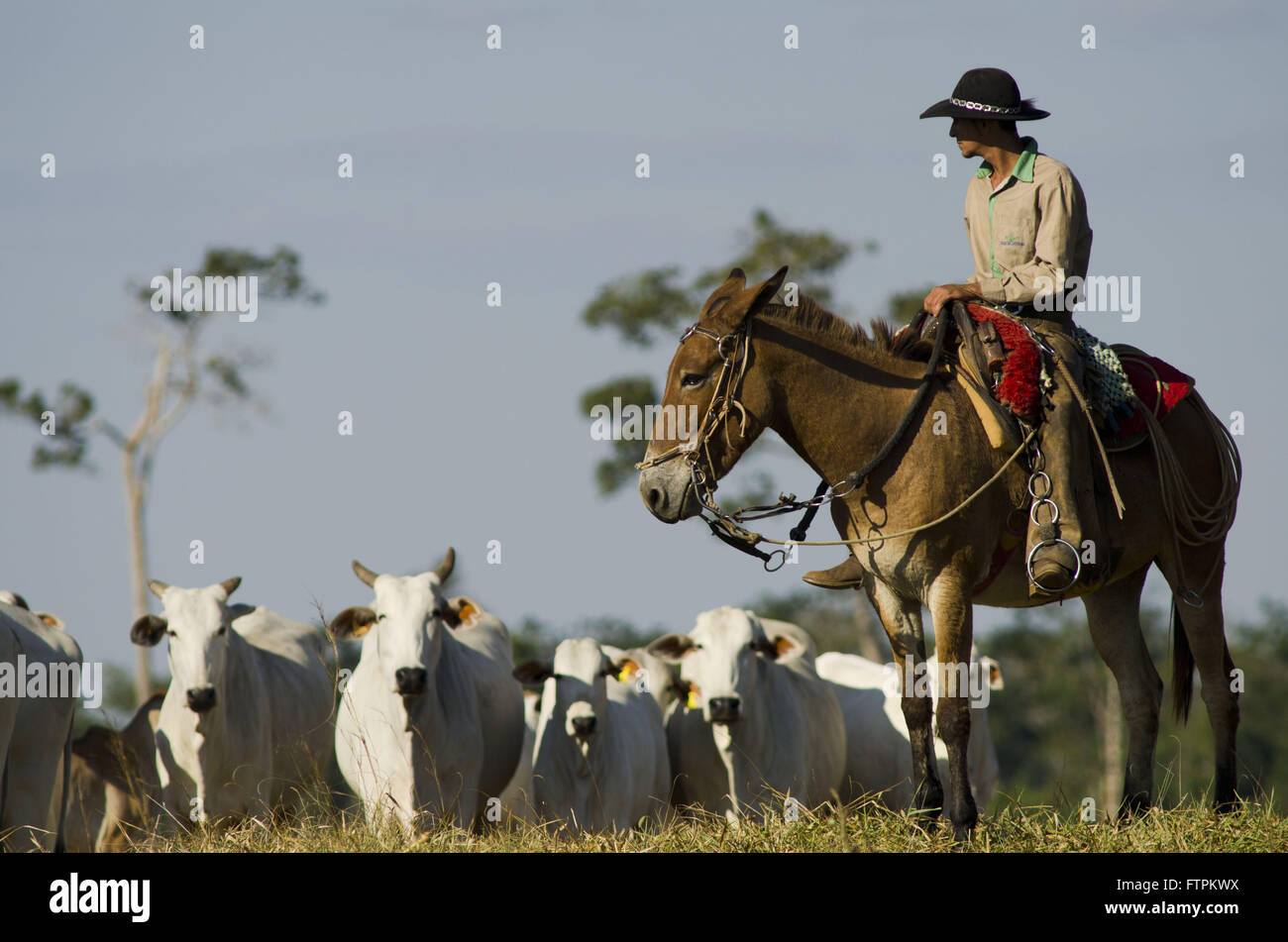 Cowboy with cattle on deforested area in amazon - Acre Stock Photo - Alamy