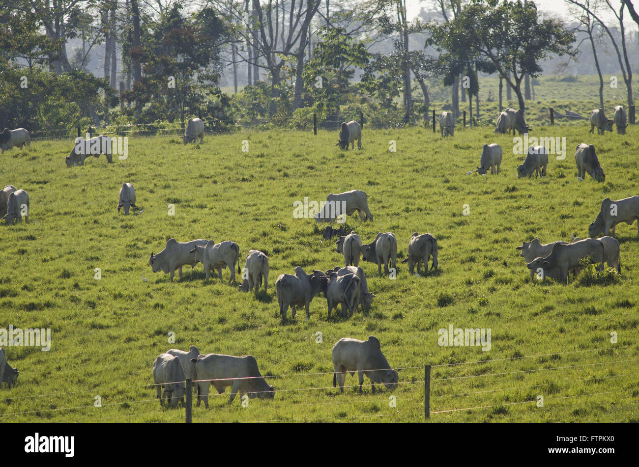 Large acre field for grazing hi-res stock photography and images - Alamy