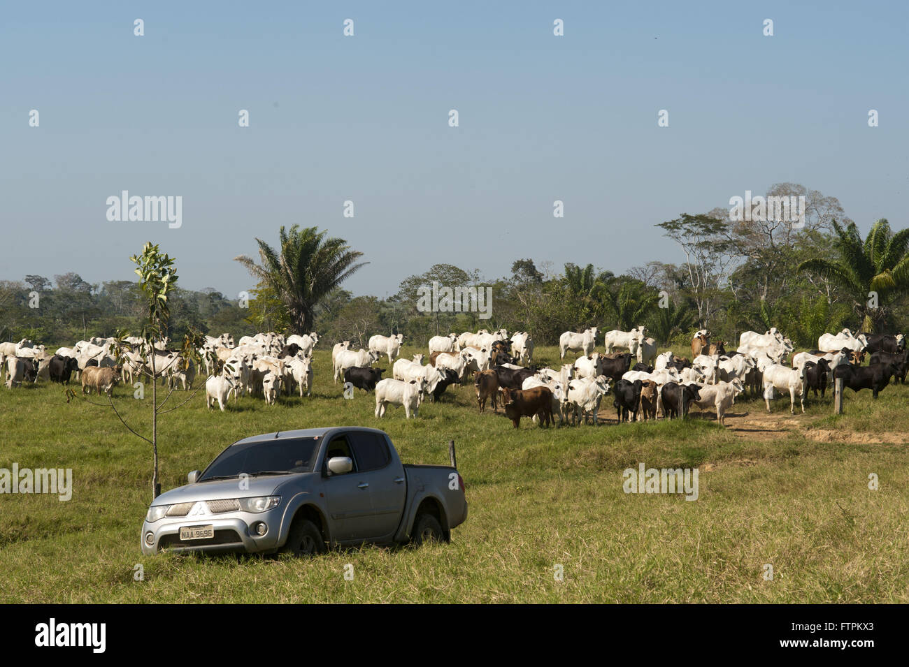 Creation of cattle in the area deforested amazon - Acre Stock Photo - Alamy