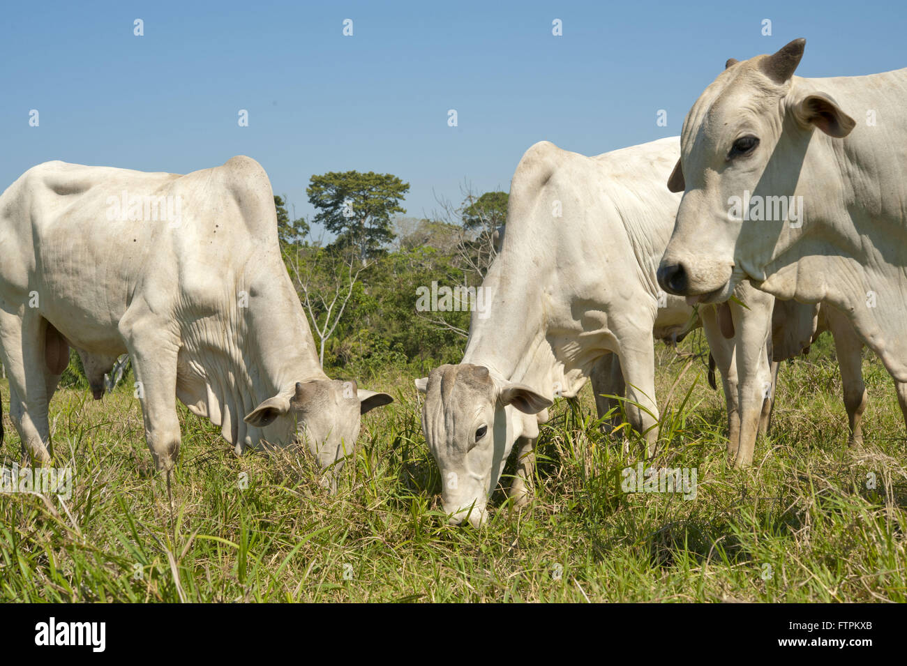 Creation of cattle in the area deforested amazon - Acre Stock Photo - Alamy