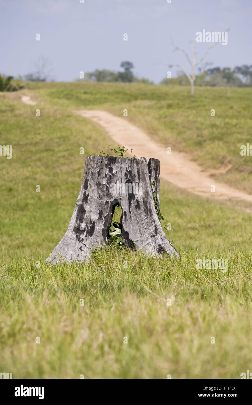 Amazon hollow tree trunk hi-res stock photography and images - Alamy