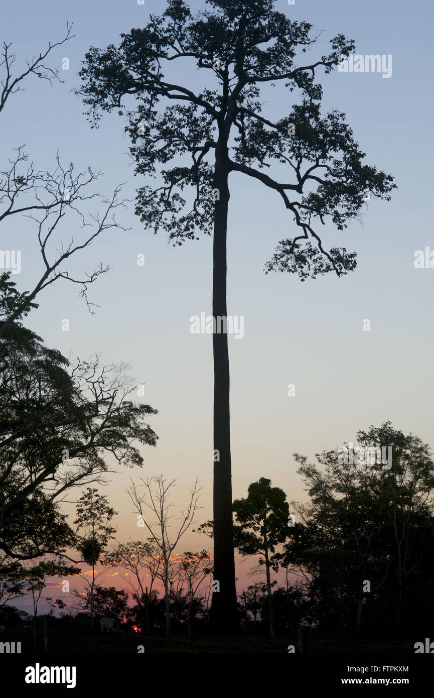 Castanheira hi-res stock photography and images - Alamy