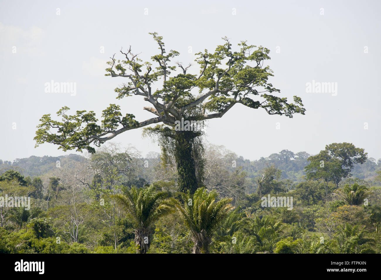 Kapok tree canopy hi-res stock photography and images - Alamy