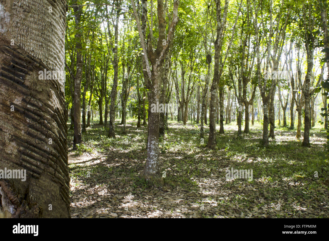Field grown tree hi-res stock photography and images - Alamy