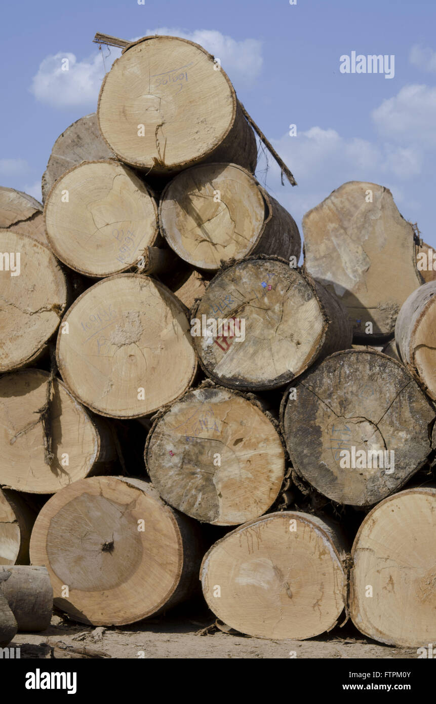 Logs certified kapok Stock Photo - Alamy