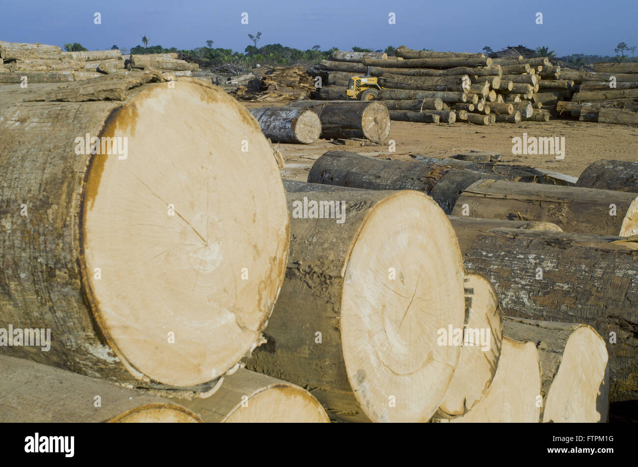 Logs certified kapok Stock Photo - Alamy