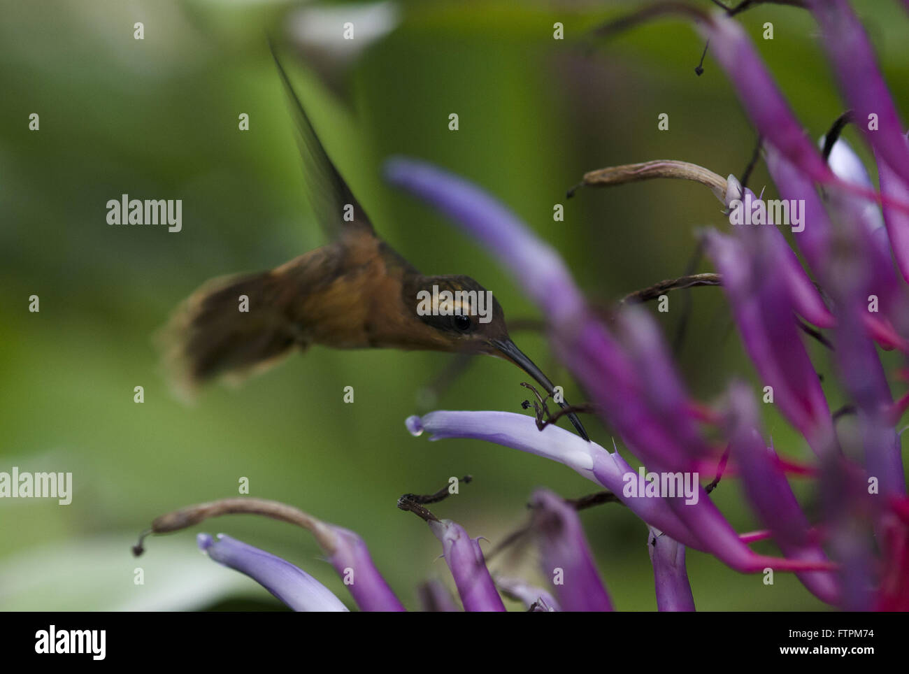 Bromelia hi-res stock photography and images - Alamy