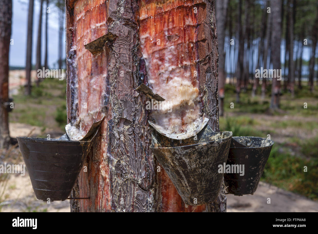 Pine plantation to extraction of resin for production of solvents Stock ...