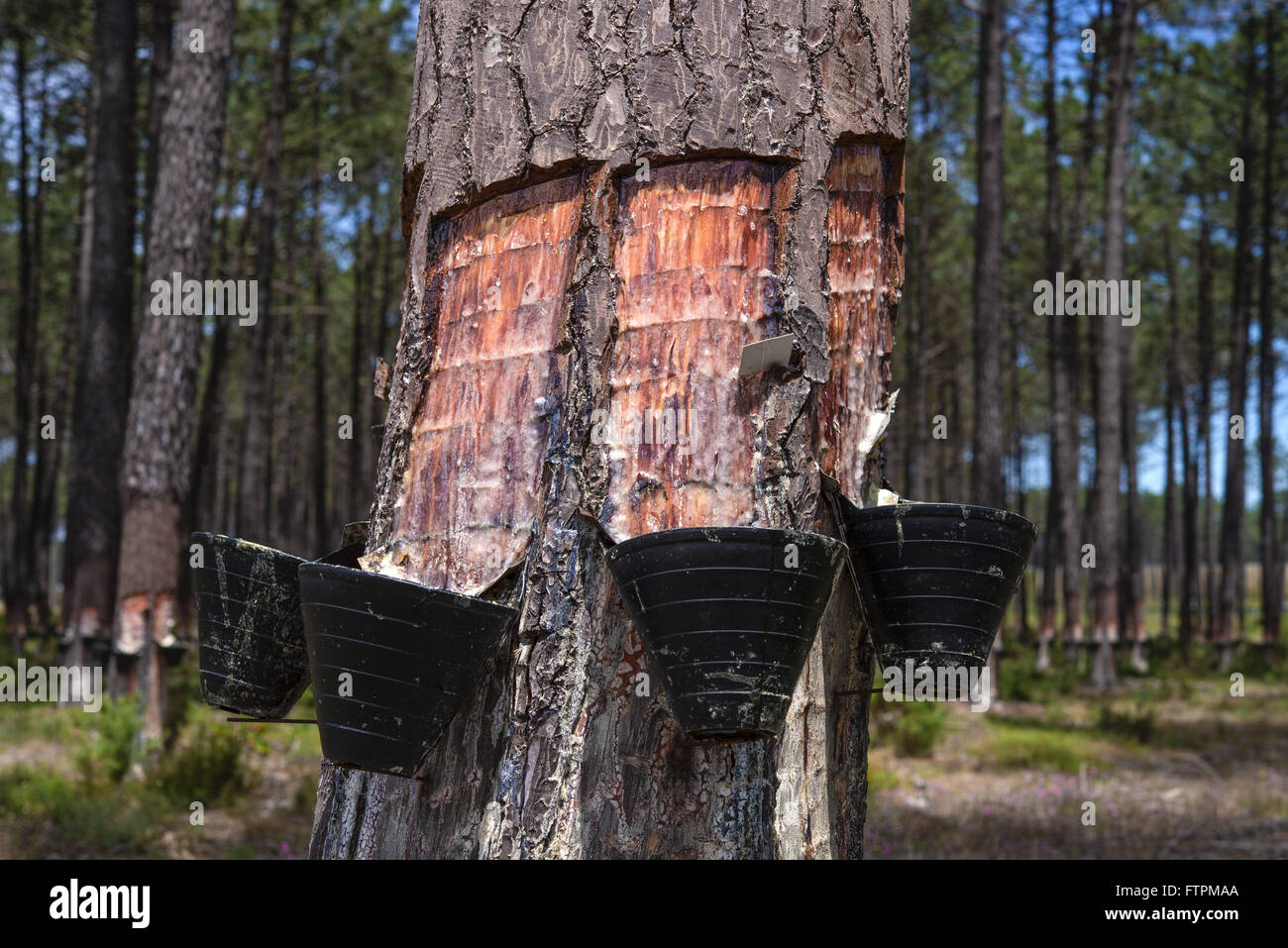 Pine plantation to extraction of resin for production of solvents Stock ...