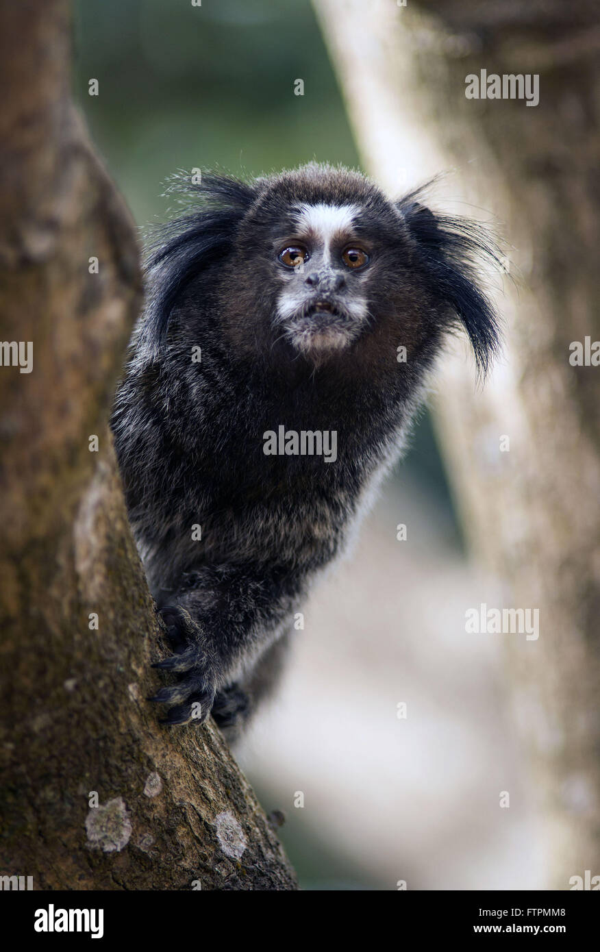 Mico hi-res stock photography and images - Alamy
