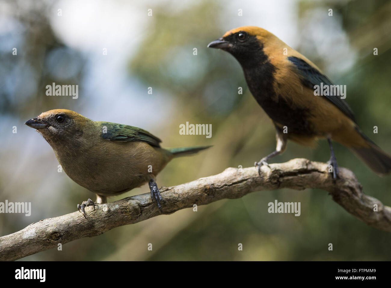 Sairas-yellow in the rain forest Stock Photo - Alamy