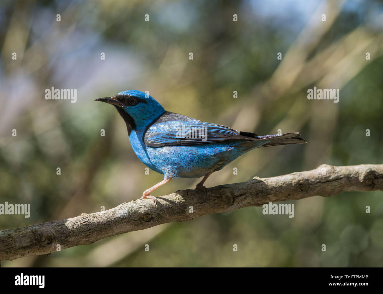 Blue bird in the forest hi-res stock photography and images - Alamy