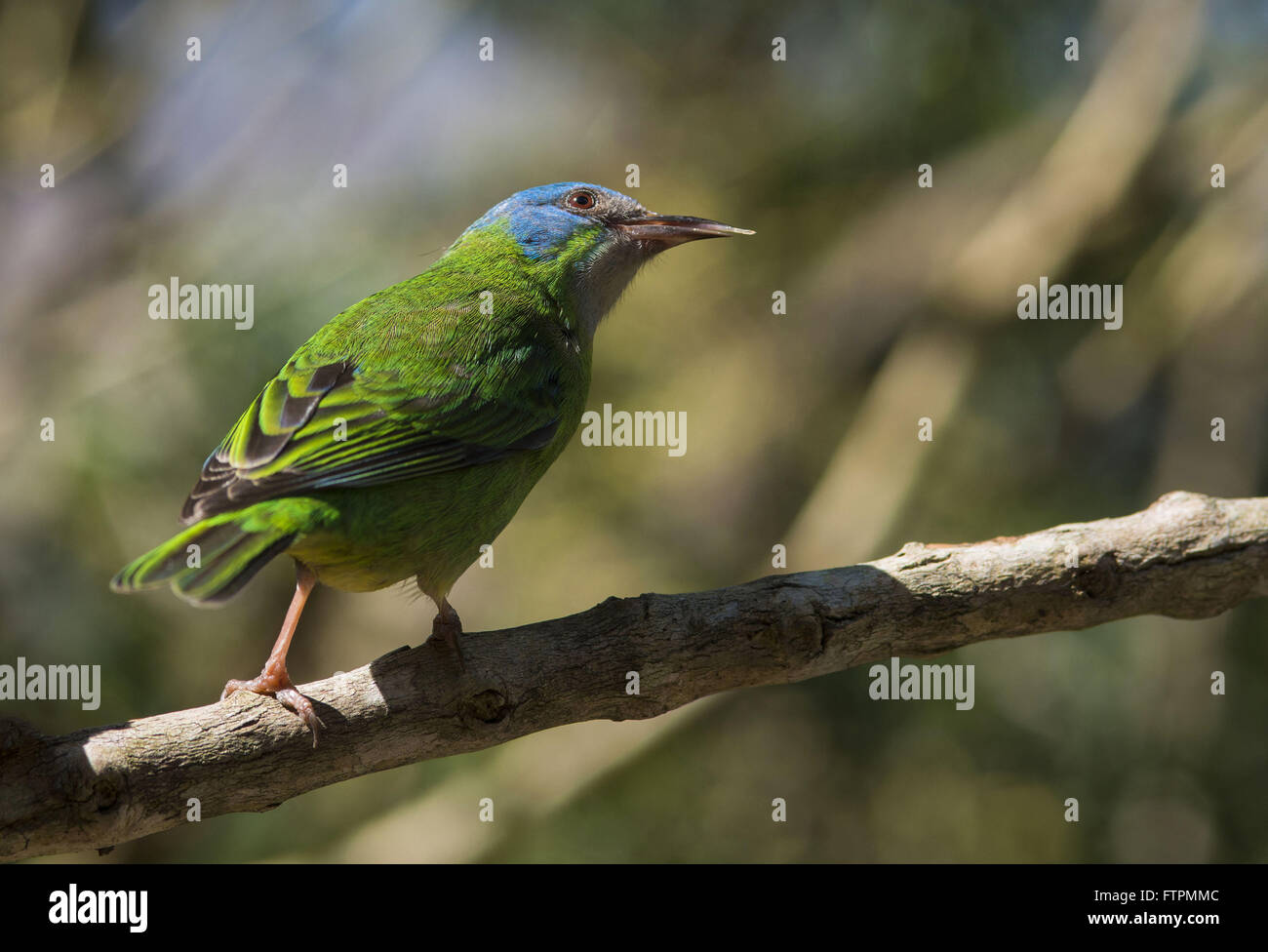 Sai-blue female in the rain forest Stock Photo - Alamy