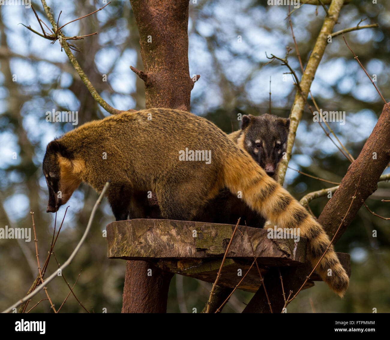 Ring tailed Coati in captivity Stock Photo - Alamy