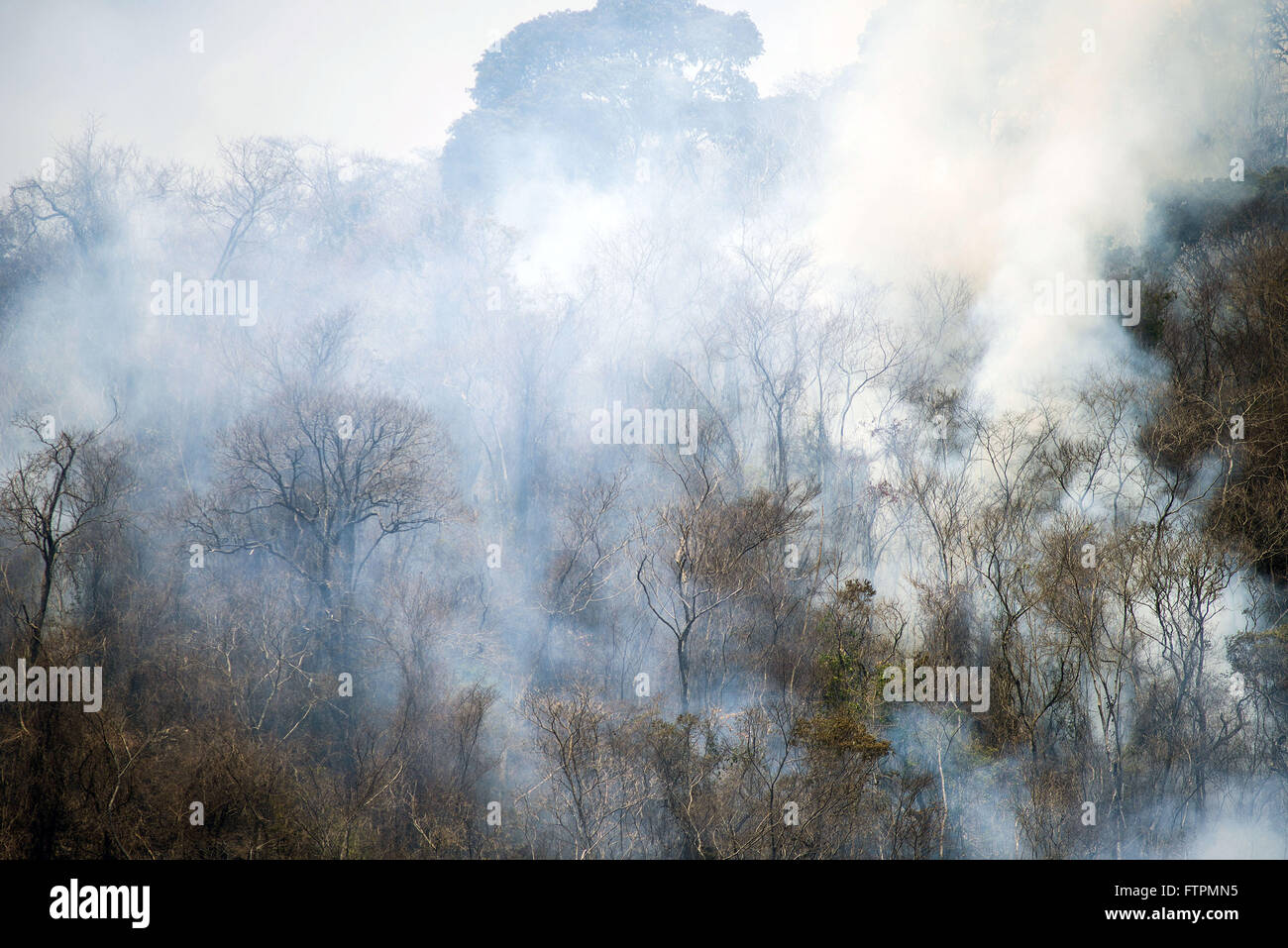 Rain forest burning hi-res stock photography and images - Alamy