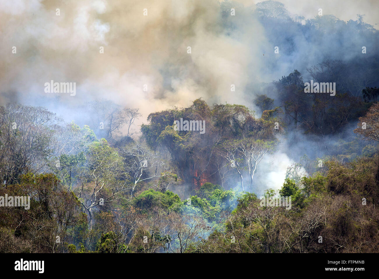 Rain forest burning hi-res stock photography and images - Alamy
