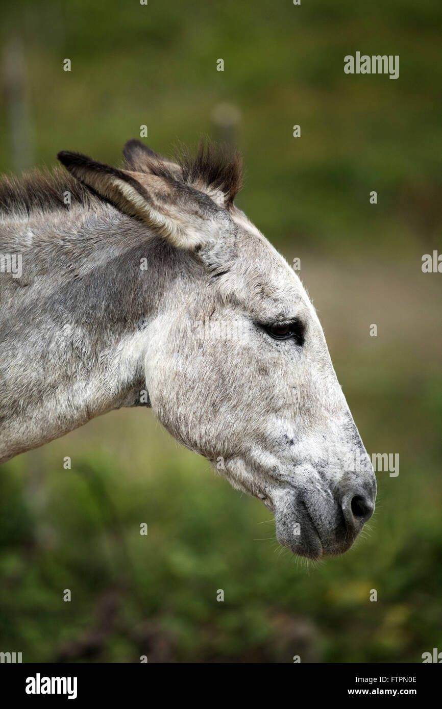 Domesticated donkey profile hi-res stock photography and images - Alamy