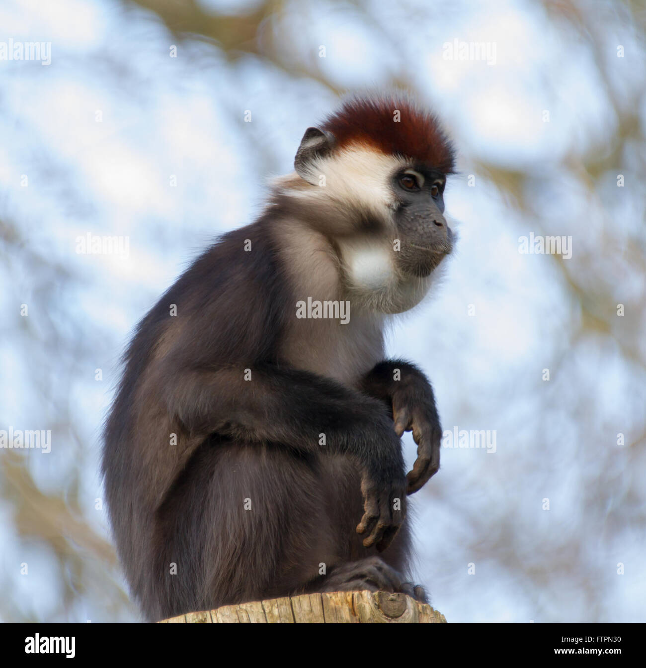 Mangabey monkey hi-res stock photography and images - Alamy