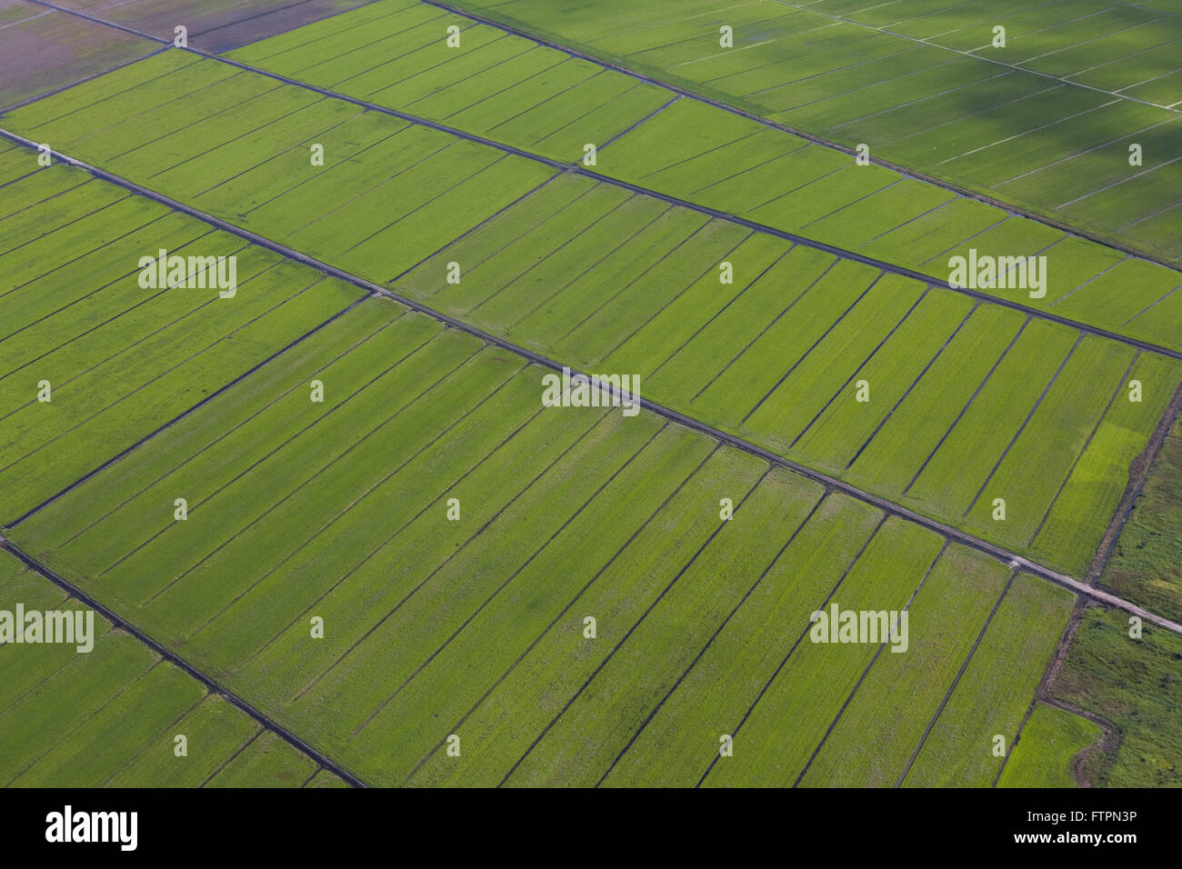 Aerial view of rice plantation in rural Cacapava - Vale do Paraiba ...