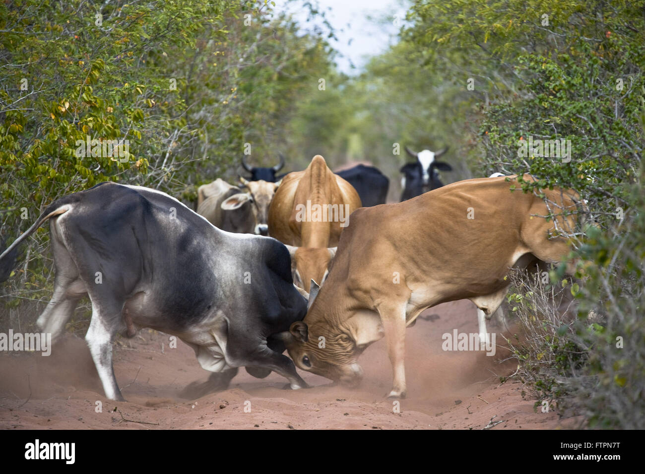 Oxen bull hi-res stock photography and images - Alamy