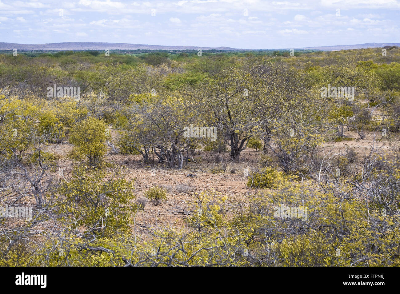 Sertao brazil hi-res stock photography and images - Alamy