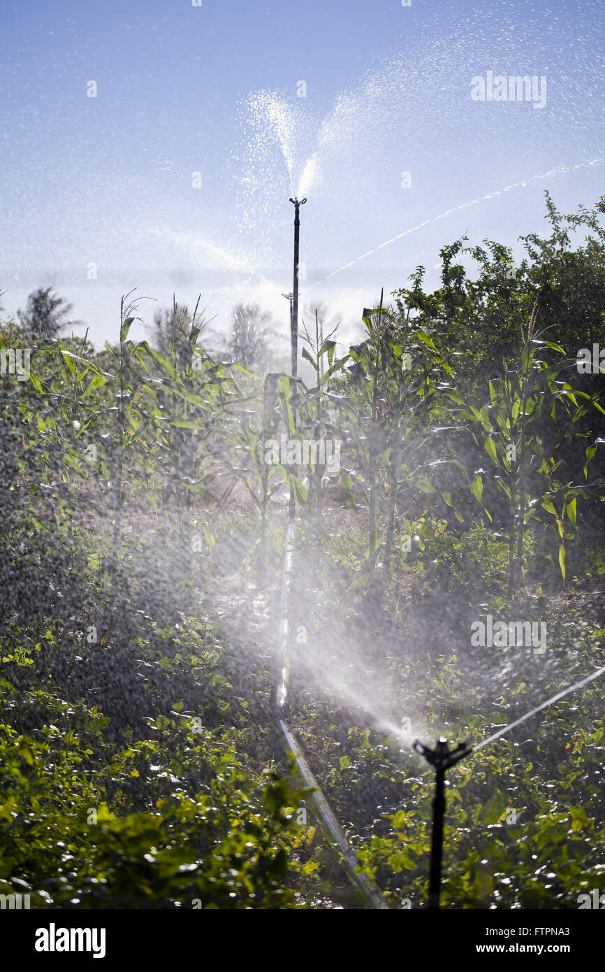 Plantation irrigated corn with water from the Rio Sao Francisco ...