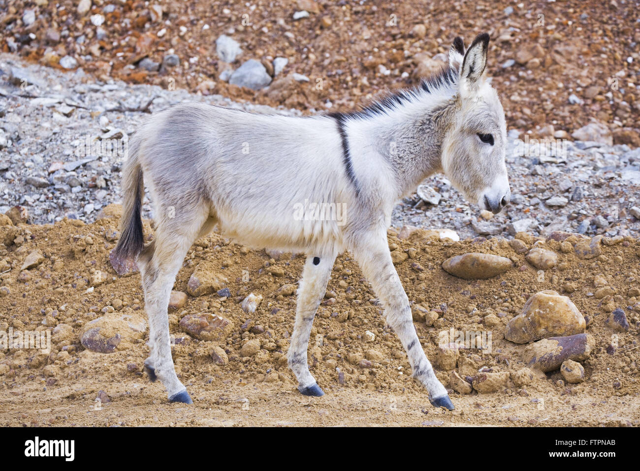 Donkey walking on road hi-res stock photography and images - Alamy