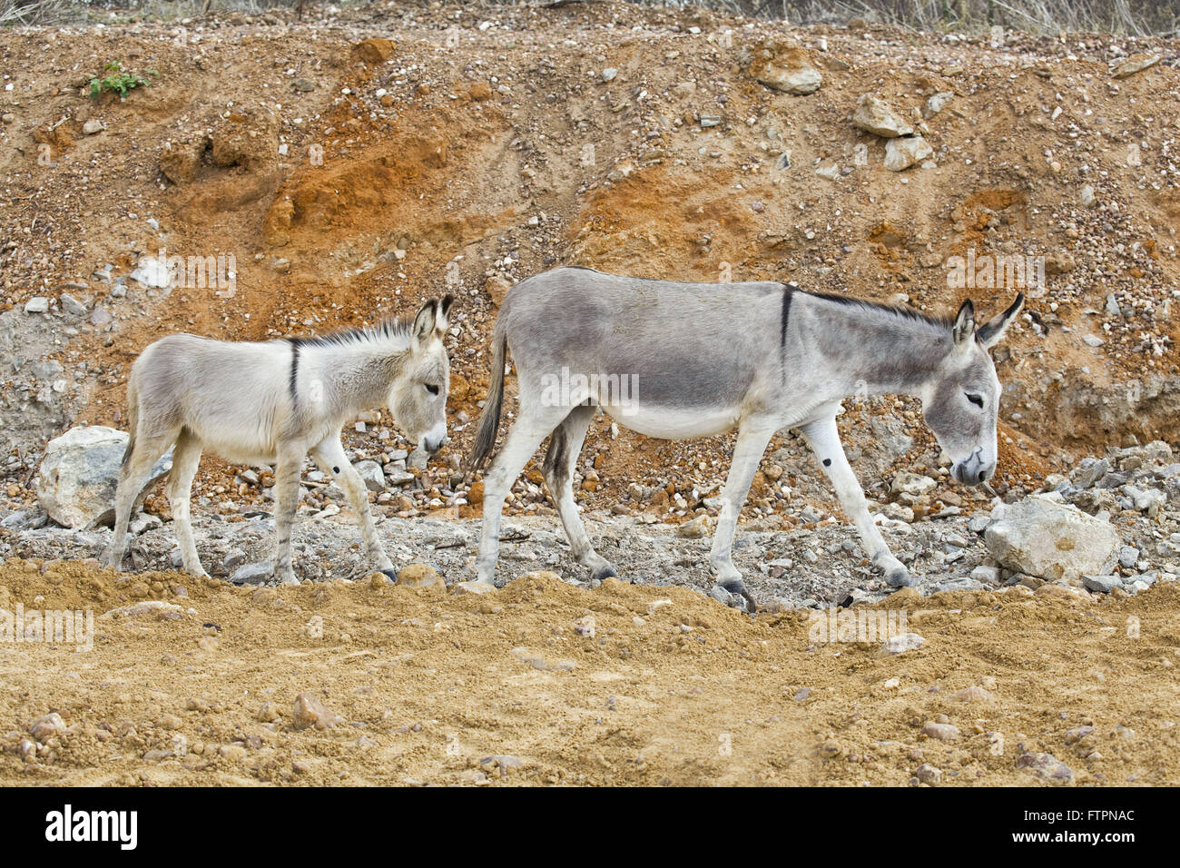 Donkey female and her cub walking on the roadside backlands of ...