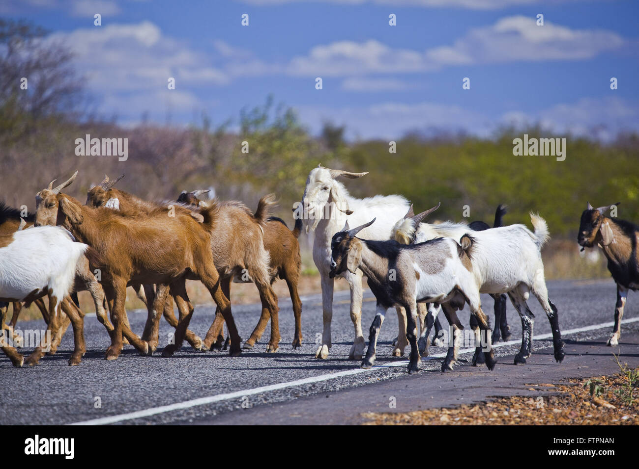 Goats crossing highway in hi-res stock photography and images - Alamy