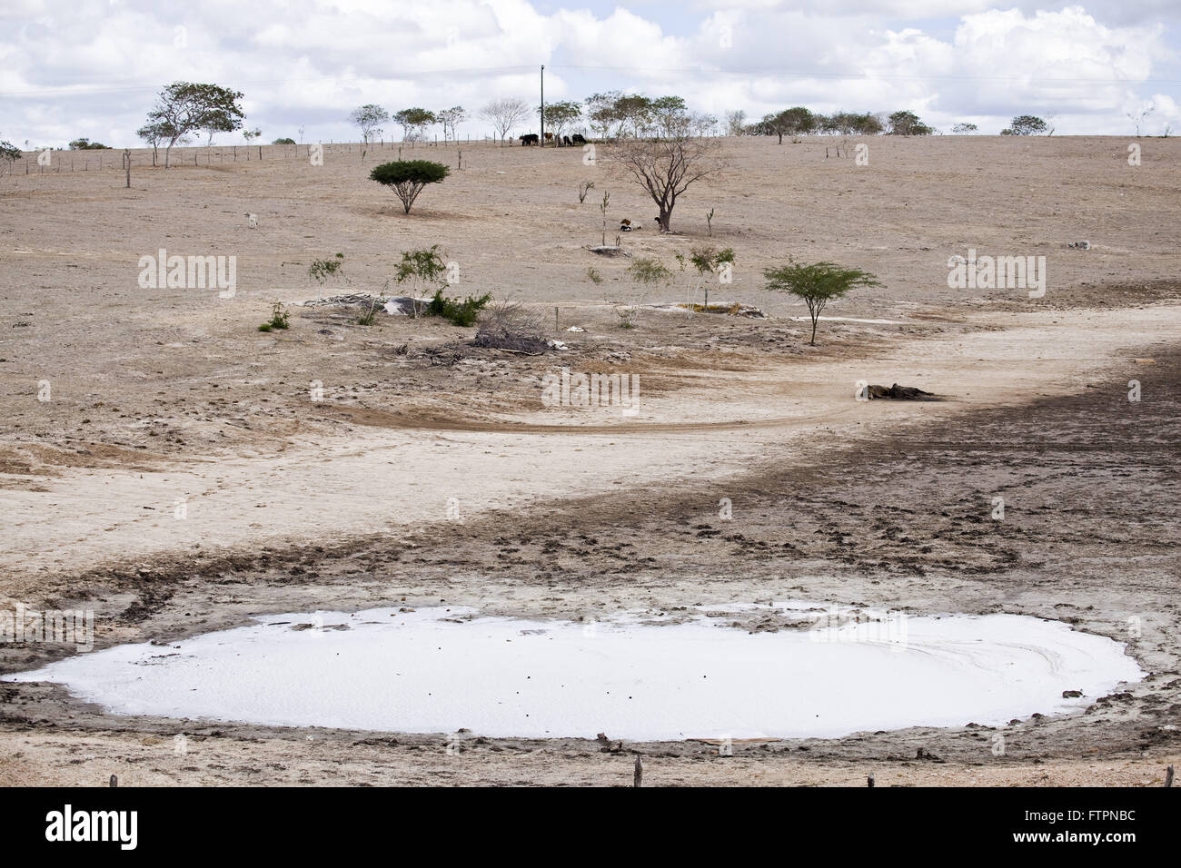 Landscape of dry grass with almost dry brackish pond in Bahian ...