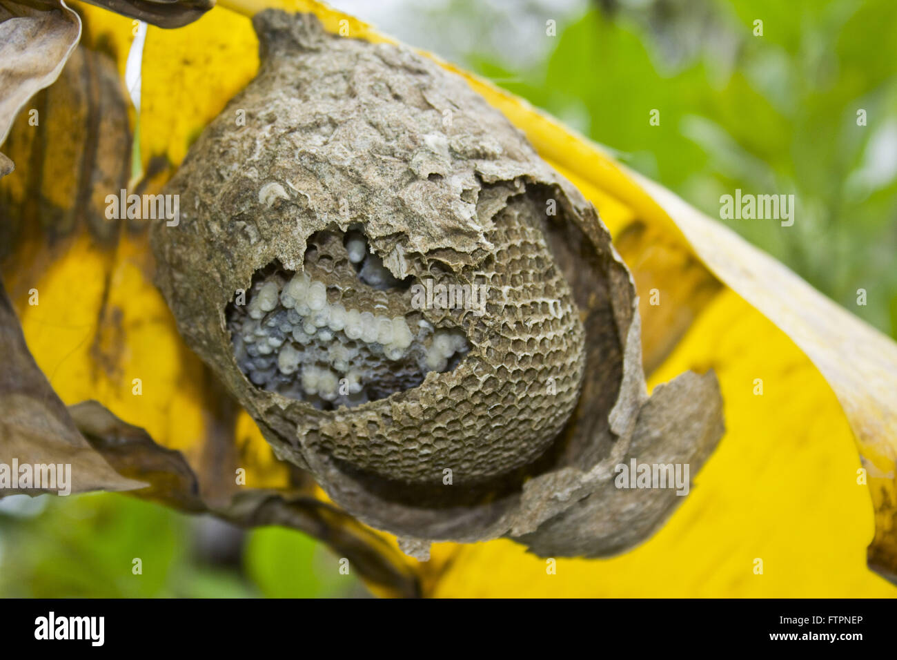 Southeast brazil animals hi-res stock photography and images - Alamy