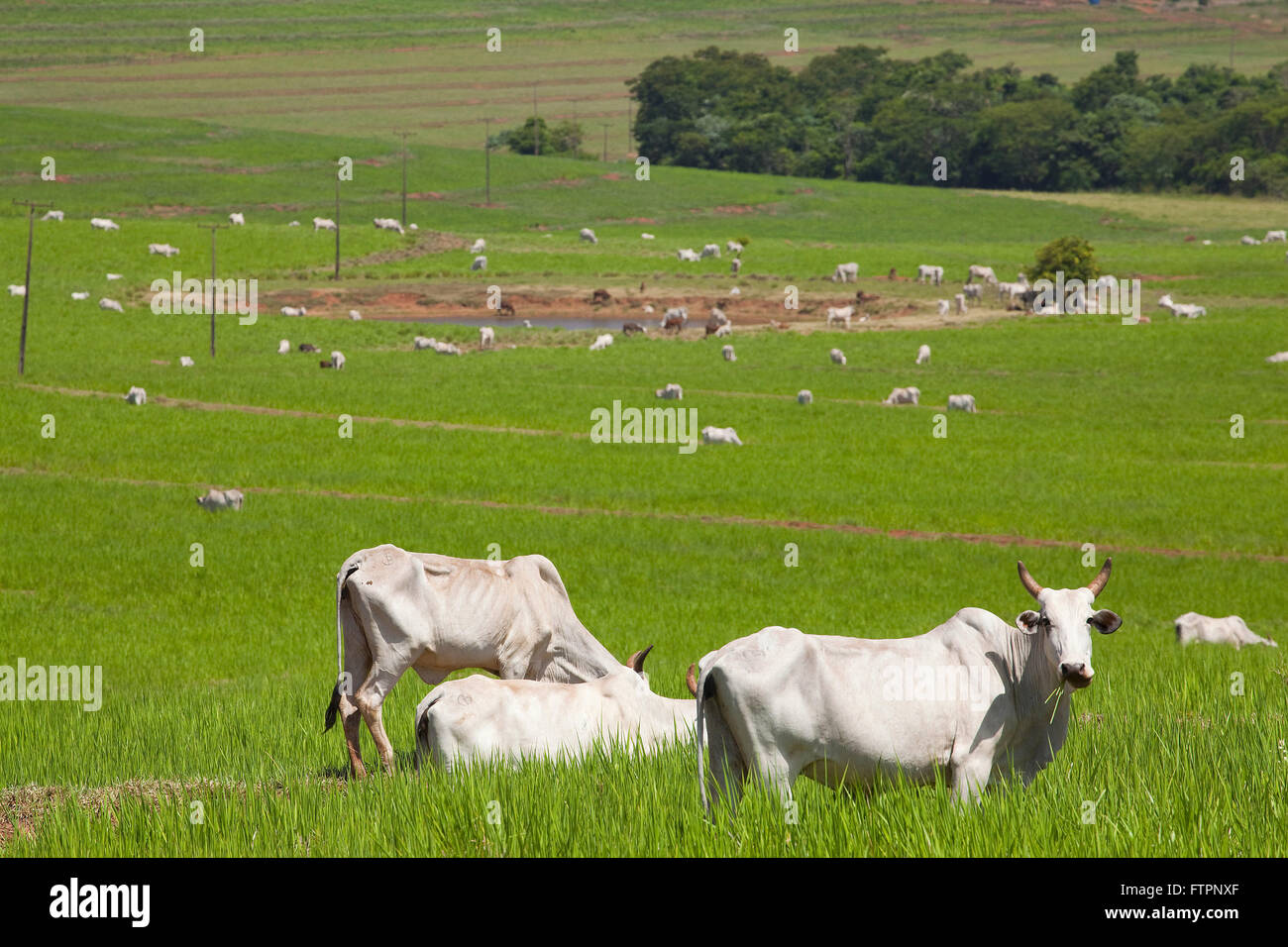 Cattle grazing on farm in the countryside Stock Photo - Alamy
