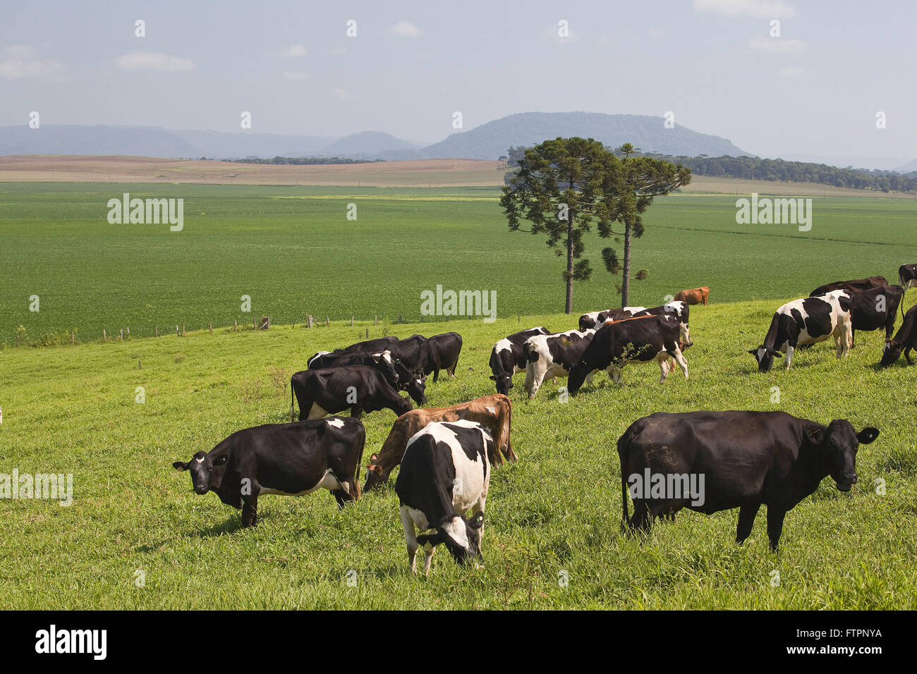 Cattle grazing hi-res stock photography and images - Alamy