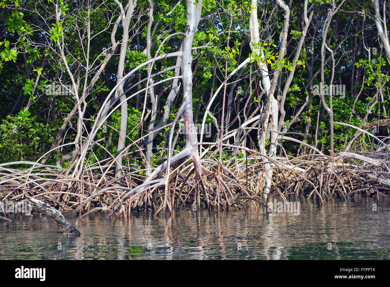 White mangrove - marsh in the region of the mouth of the river ...