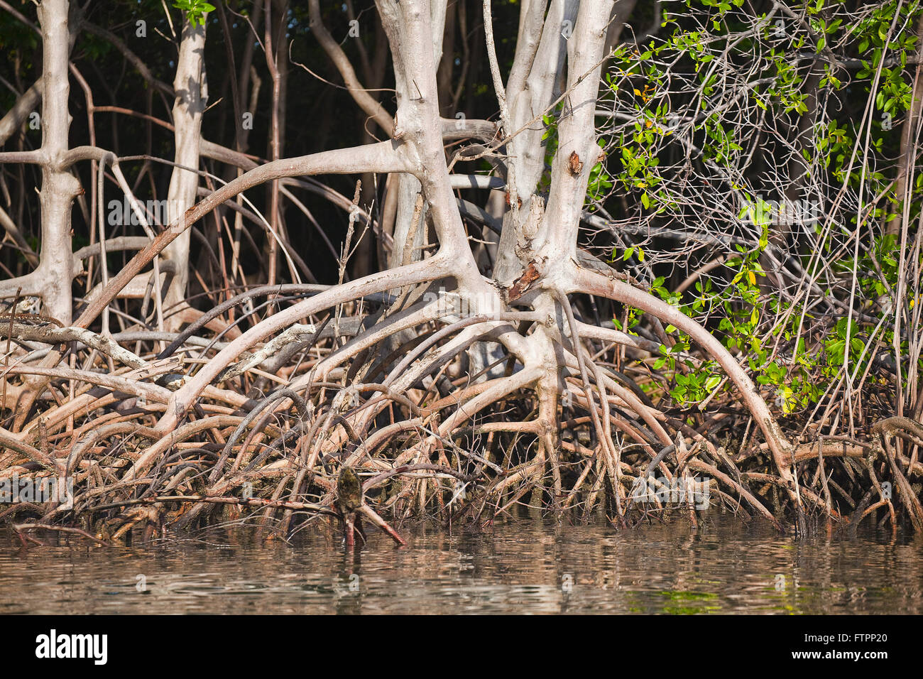 White Mangrove Tree
