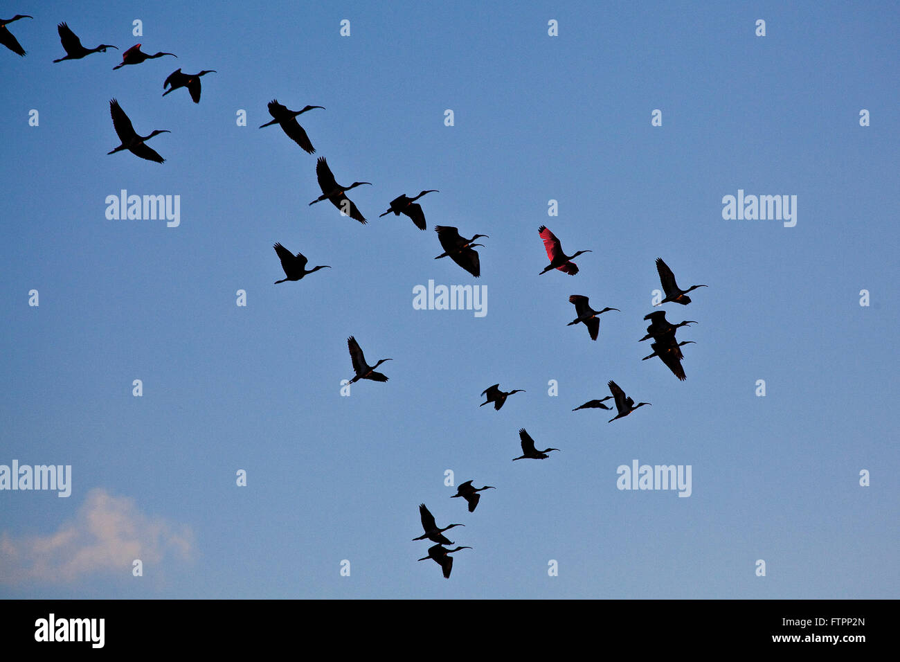 Guaras flock of flying in direction of the island where they will spend ...