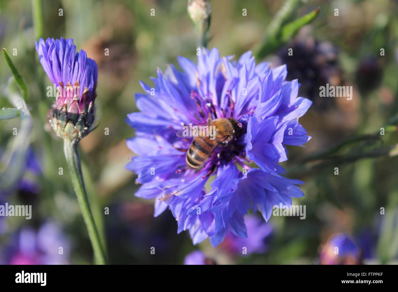 Cornflower bee hi-res stock photography and images - Alamy