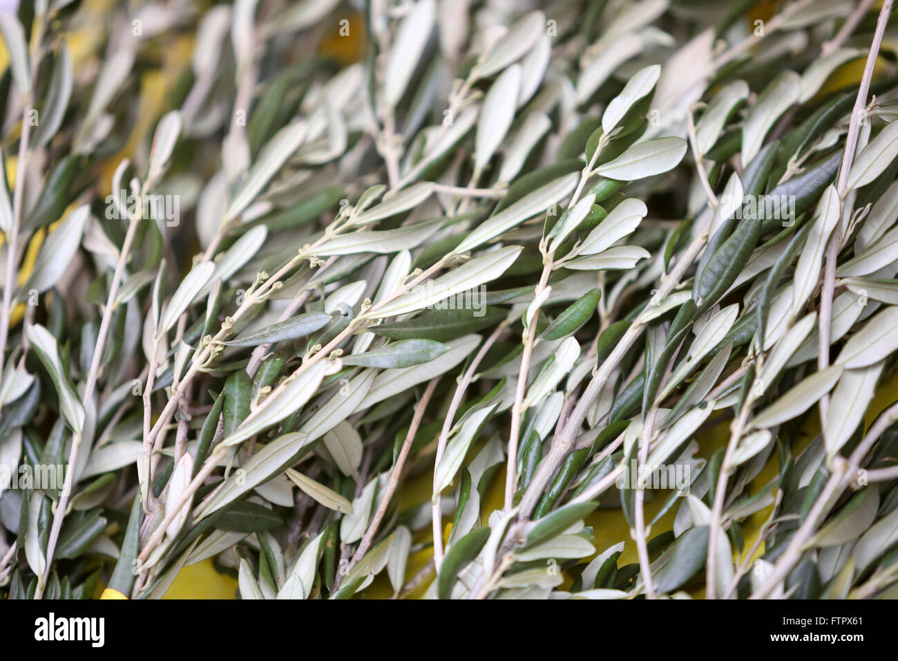 A pile of dried olive branches Stock Photo - Alamy