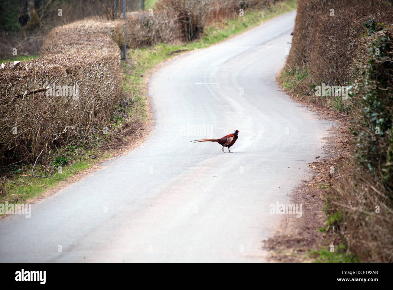 Pheasant crossing road hi-res stock photography and images - Alamy