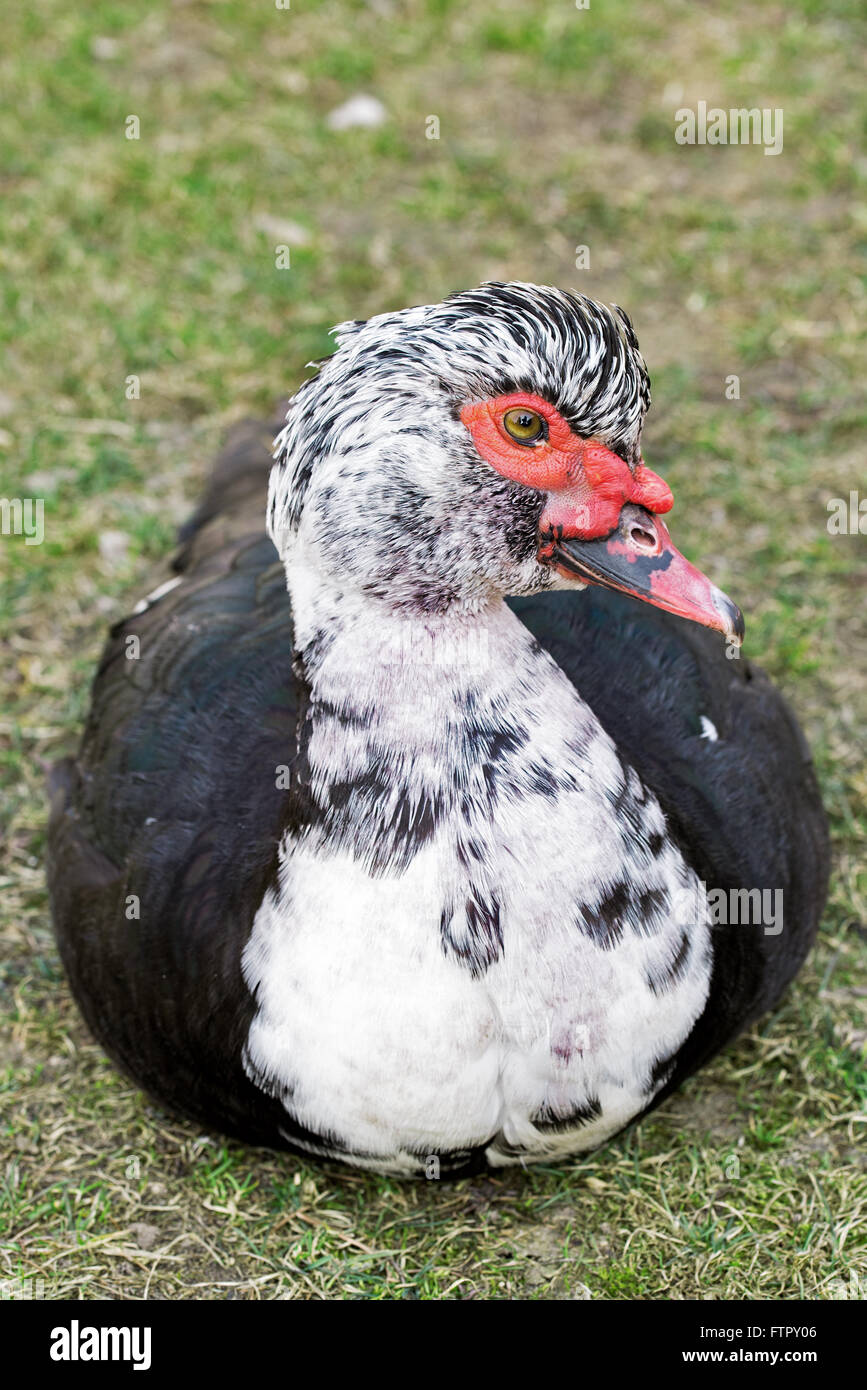Domestic drake muscovy duck hi-res stock photography and images - Alamy