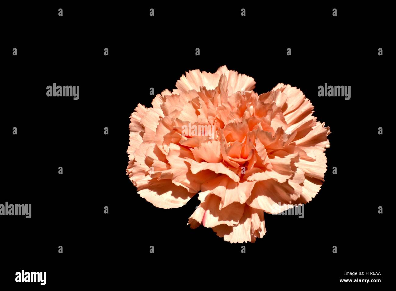 Orange flower on black background hi-res stock photography and images ...